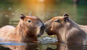 ¿Capiguara o «capibara»?